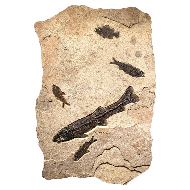 50 Million Year Old Eocene Era Fossil Fish Mural in Stone, from Wyoming ...