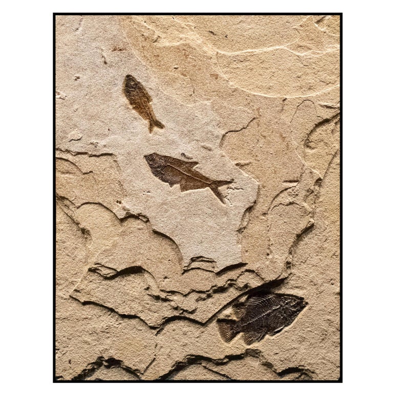 50 Million Year Old Eocene Era Fossil Fish Mural in Stone, from Wyoming ...