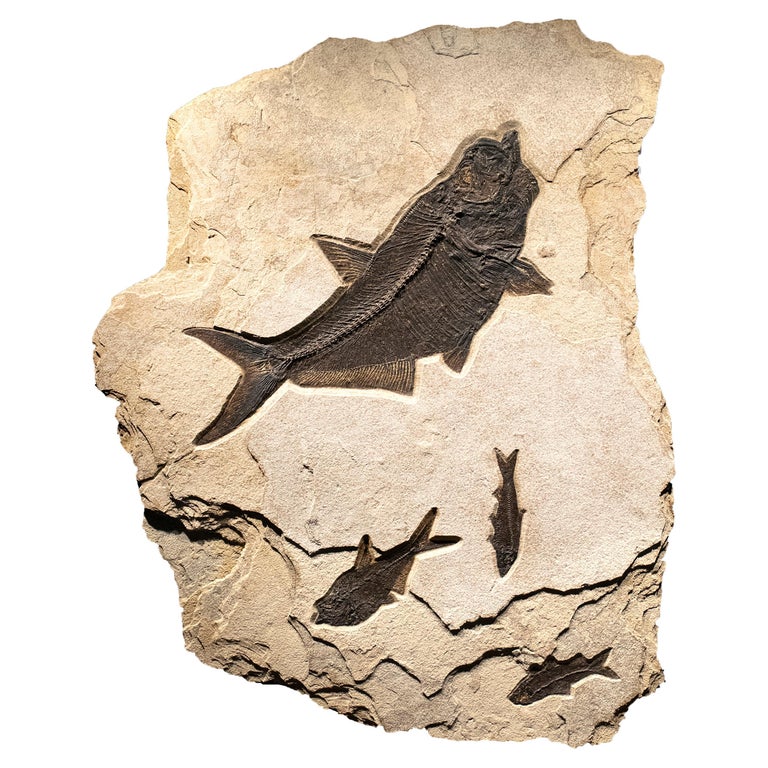50 Million Year Old Eocene Era Fossil Fish Mural in Stone, from Wyoming ...