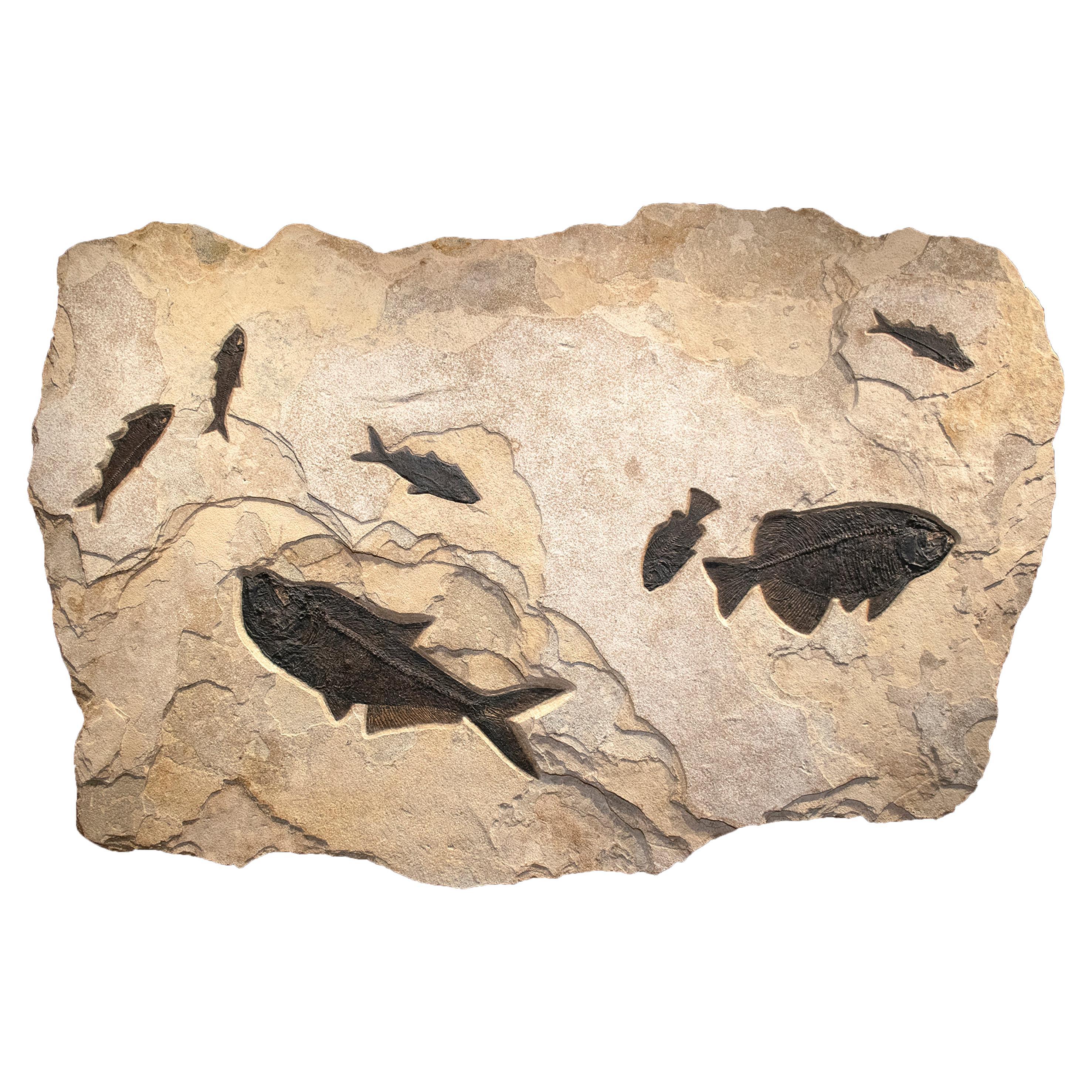 50 Million Year Old Eocene Era Fossil Fish Mural in Stone, from Wyoming ...