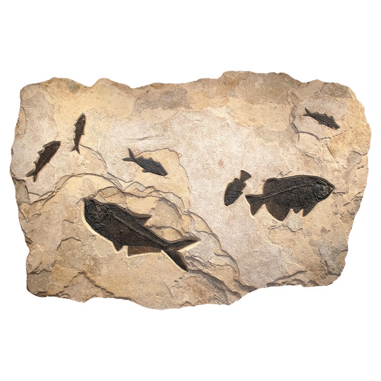 50 Million Year Old Eocene Era Fossil Fish Mural in Stone, from Wyoming ...