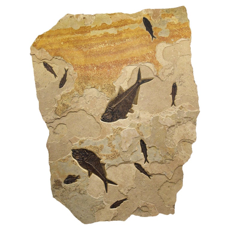 50 Millionen Jahre altes Fossil-Fisch-Wandbild aus Stein aus der Eocene ...