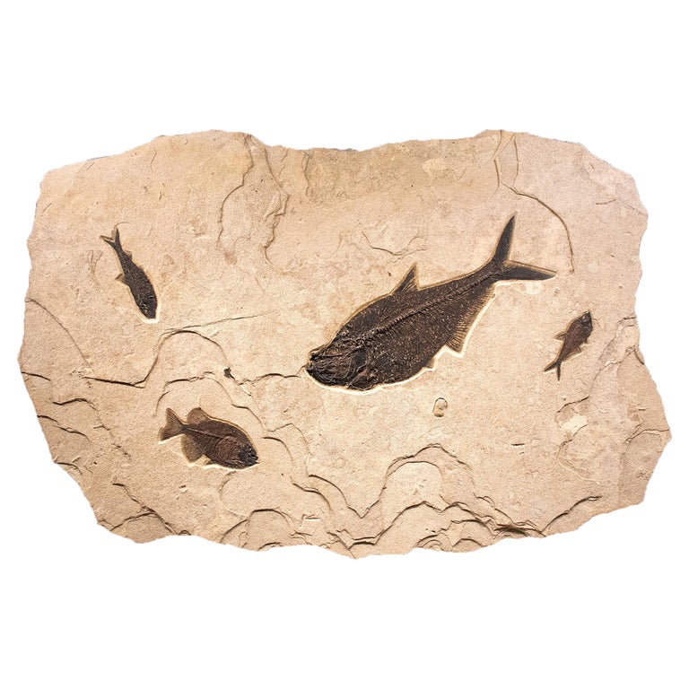 50 Million Year Old Eocene Era Fossil Fish Mural in Stone, from Wyoming ...