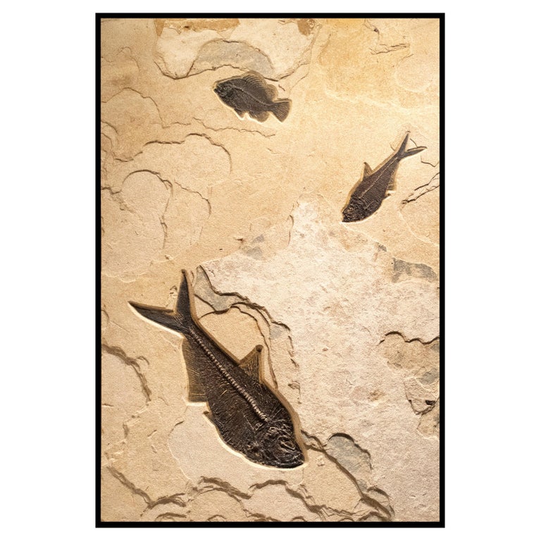 50 Million Year Old Eocene Era Fossil Fish Mural in Stone, from Wyoming ...