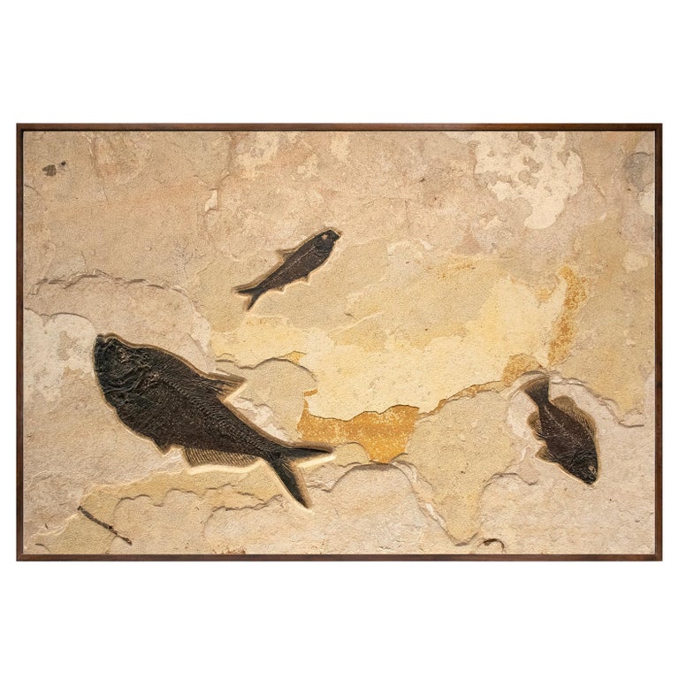 50 Million Year Old Eocene Era Fossil Fish Mural in Stone, from Wyoming ...