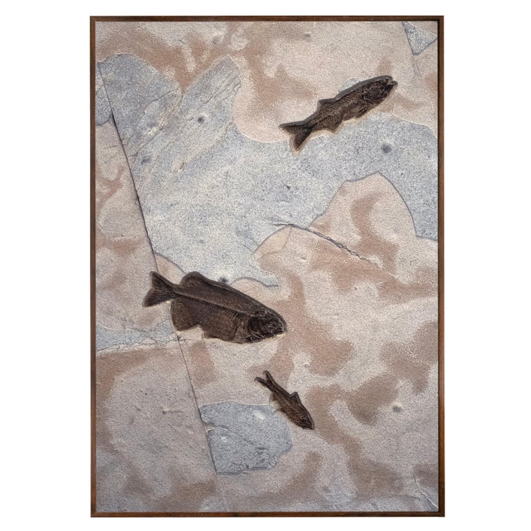 50 Millionen Jahre altes Fossil-Fisch-Wandbild aus Stein aus der Eocene ...