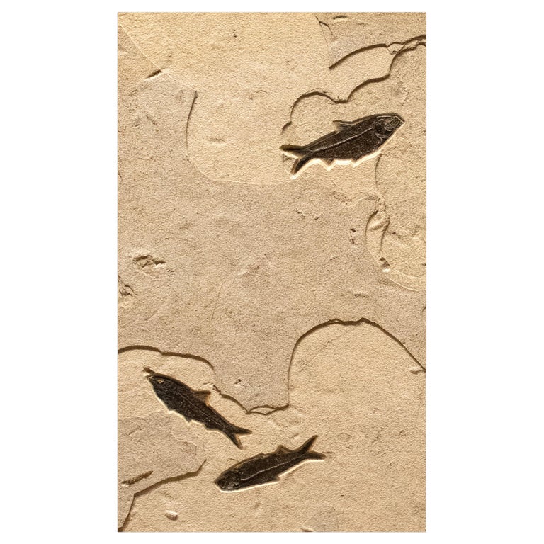 50 Million Year Old Eocene Era Fossil Fish Triptych in Stone, from ...