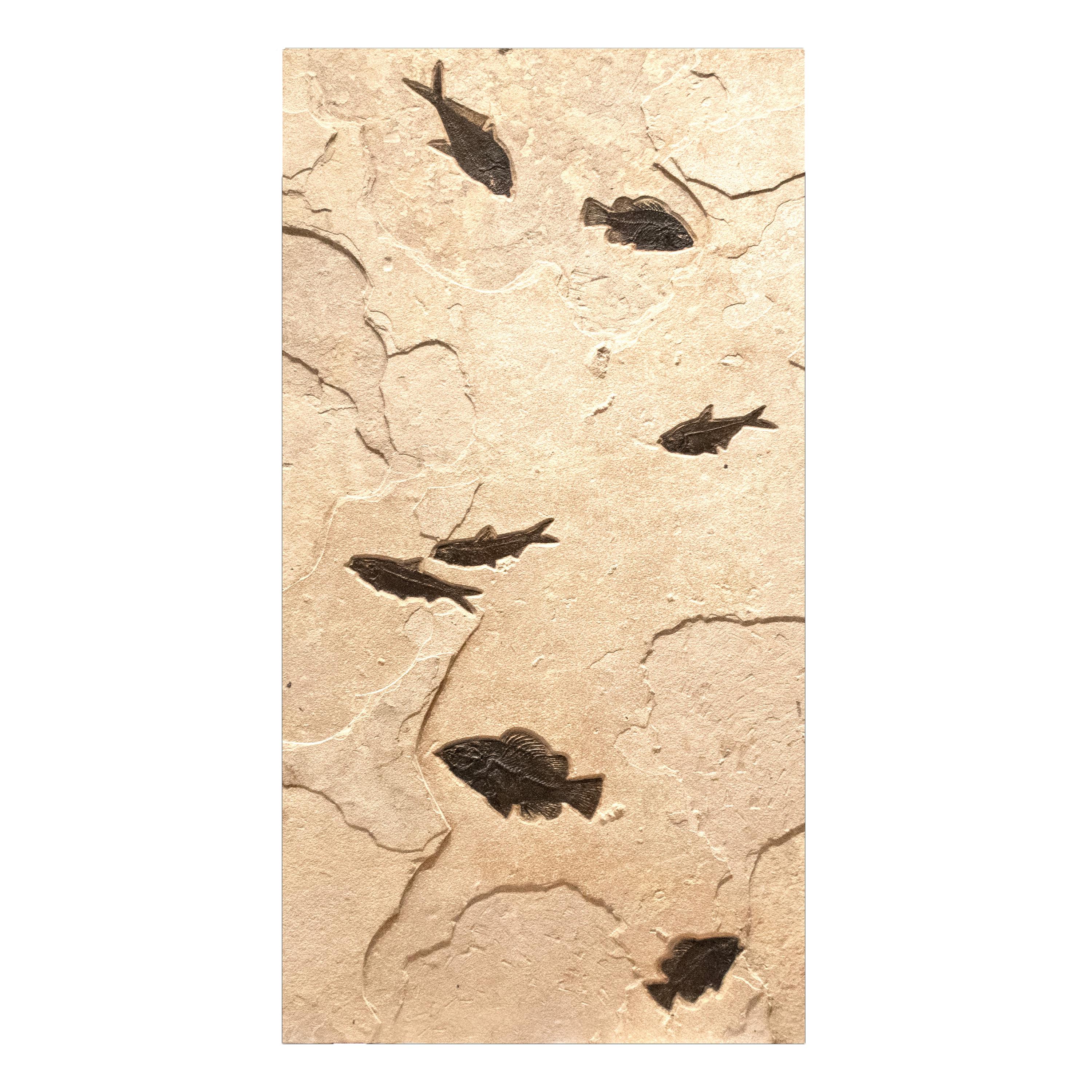 50 Million Year Old Eocene Era Fossil Fish Triptych in Stone, from ...