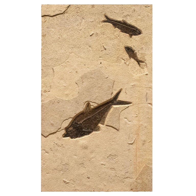 50 Million Year Old Eocene Era Fossil Fish Triptych in Stone, from ...