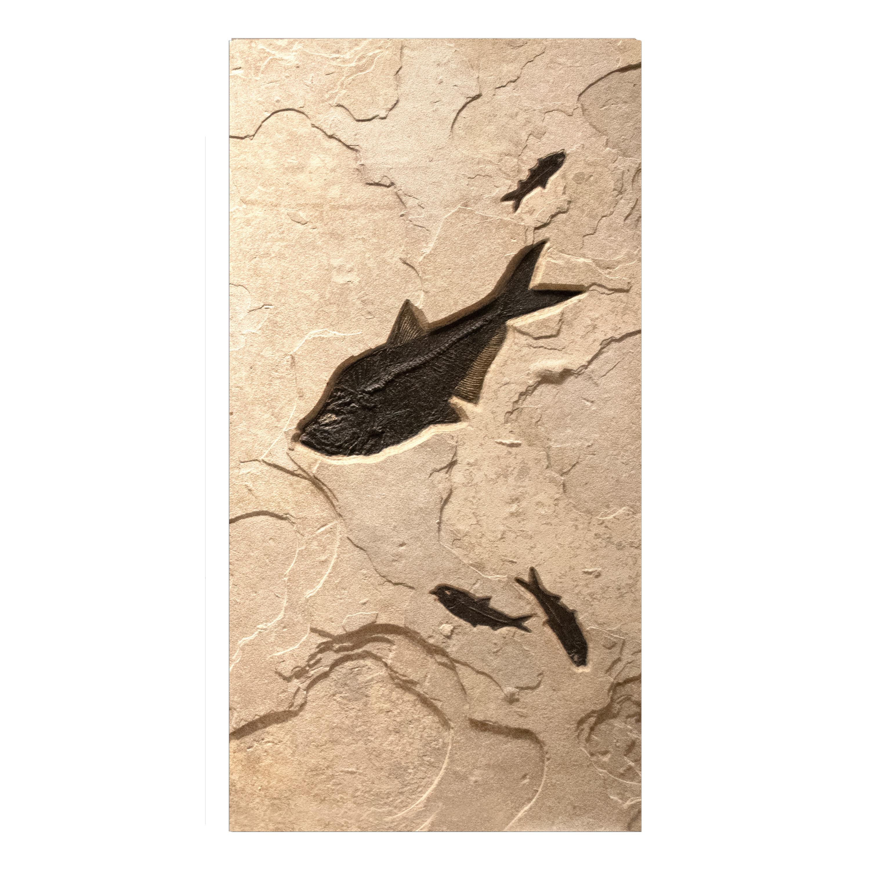 50 Million Year Old Eocene Era Fossil Fish Triptych in Stone, from ...