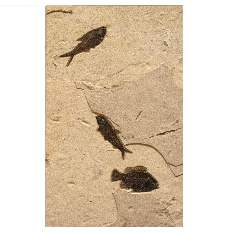 50 Million Year Old Eocene Era Fossil Fish Triptych in Stone, from ...