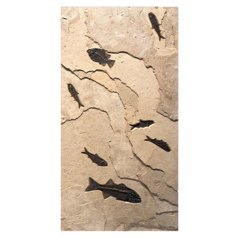 50 Million Year Old Eocene Era Fossil Fish Triptych in Stone, from ...