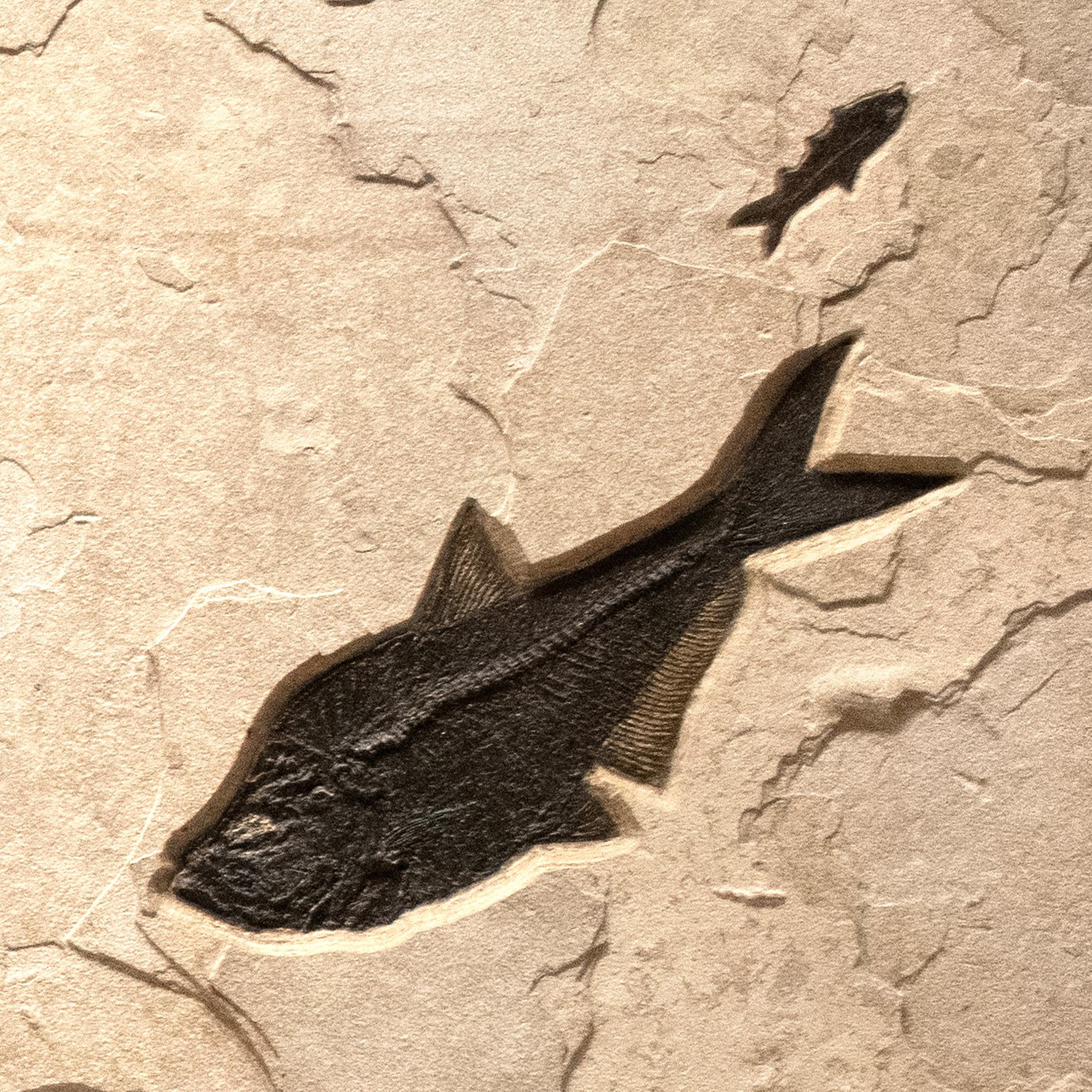 50 Million Year Old Eocene Era Fossil Fish Triptych in Stone, from ...