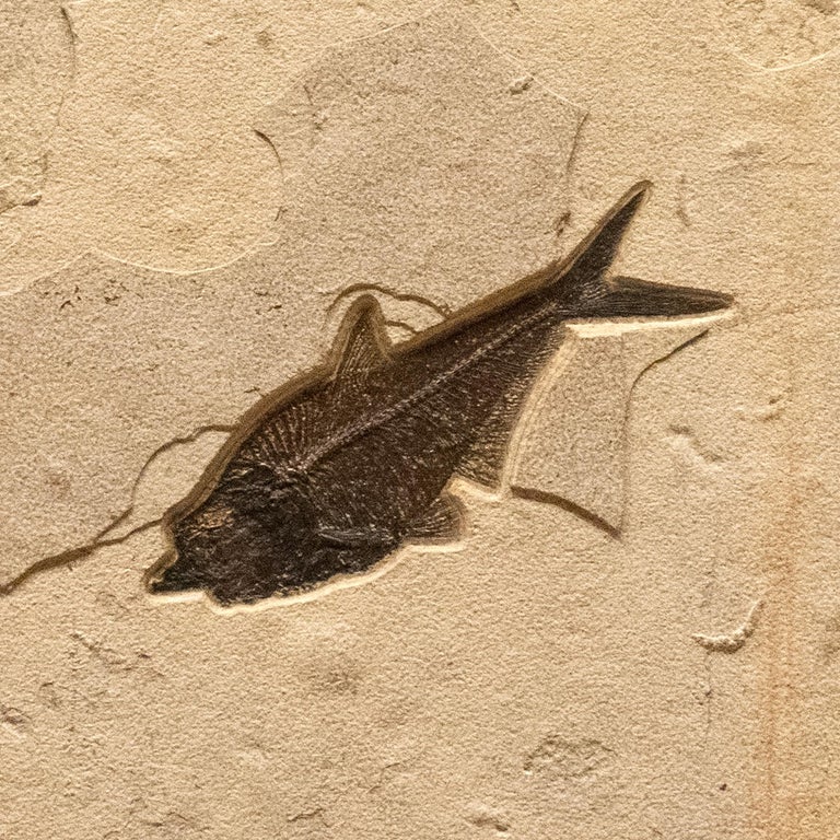 50 Million Year Old Eocene Era Fossil Fish Triptych in Stone, from ...