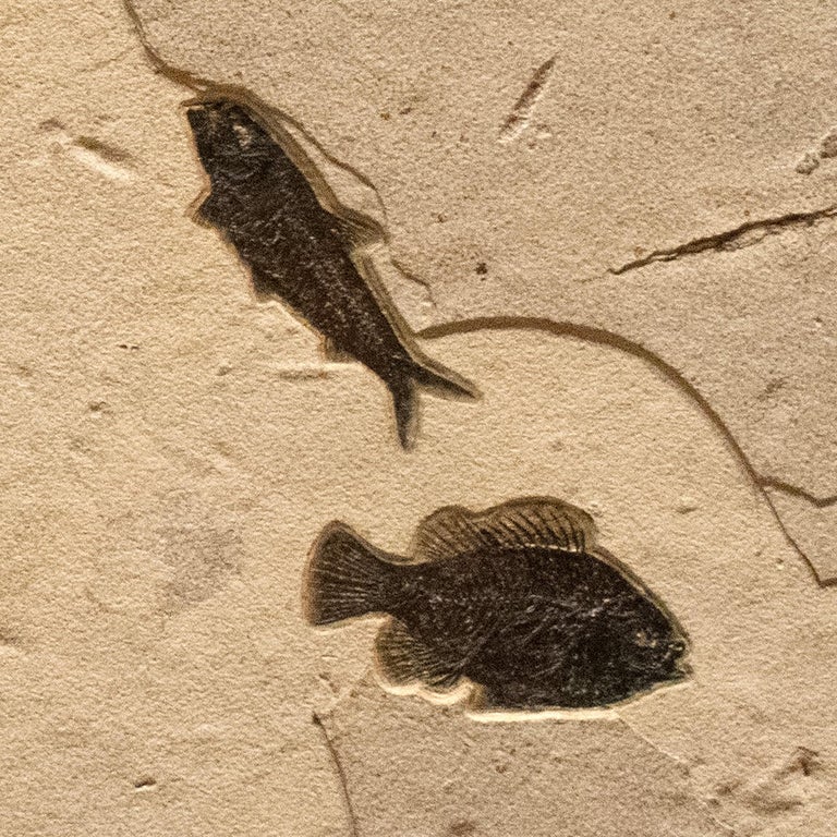 50 Million Year Old Eocene Era Fossil Fish Triptych in Stone, from ...