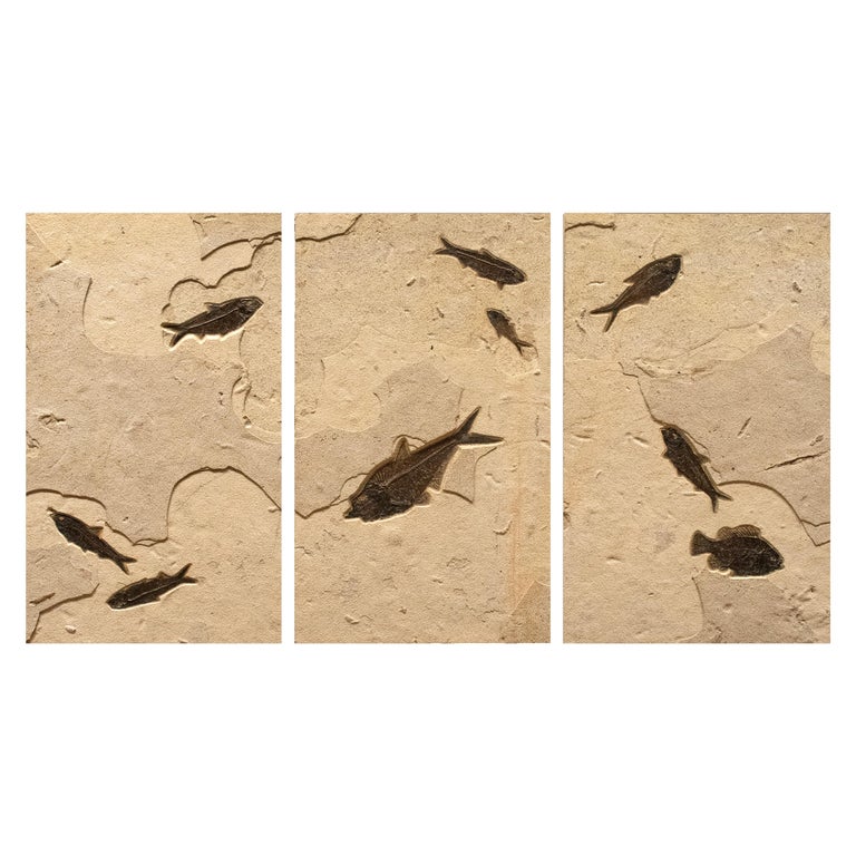 50 Million Year Old Eocene Era Fossil Fish Triptych in Stone, from ...