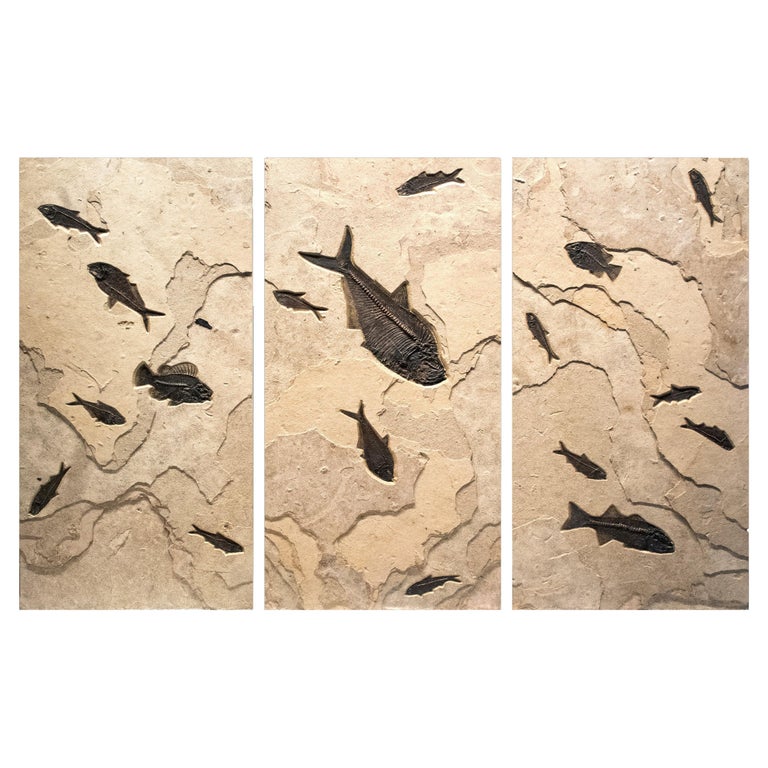 50 Million Year Old Eocene Era Fossil Fish Triptych in Stone, from ...