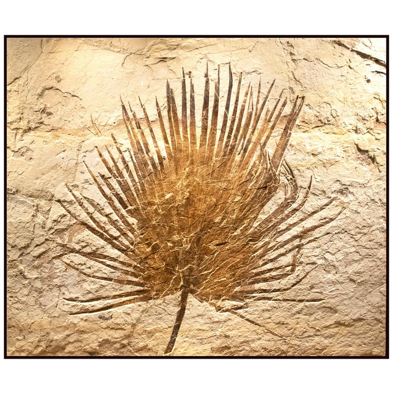 50 Million Year Old Eocene Era Fossil Palm Mural in Stone, from Wyoming ...
