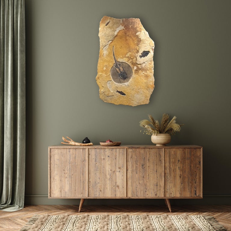 50 Million Year Old Eocene Era Fossil Stingray Mural in Stone, from ...