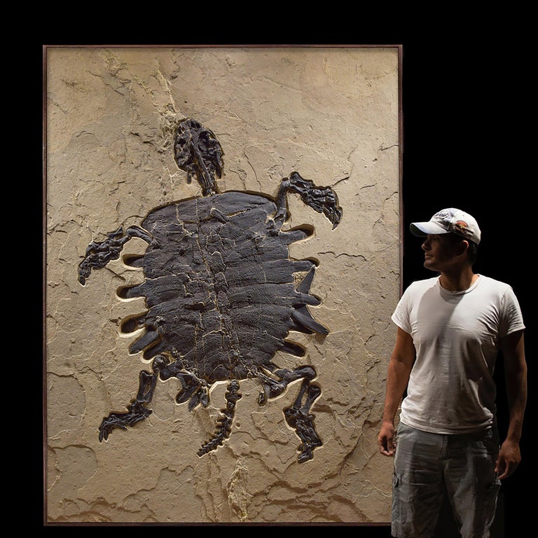 50 Million Year Old Eocene Fossil Giant Turtle Specimen in Stone, from ...