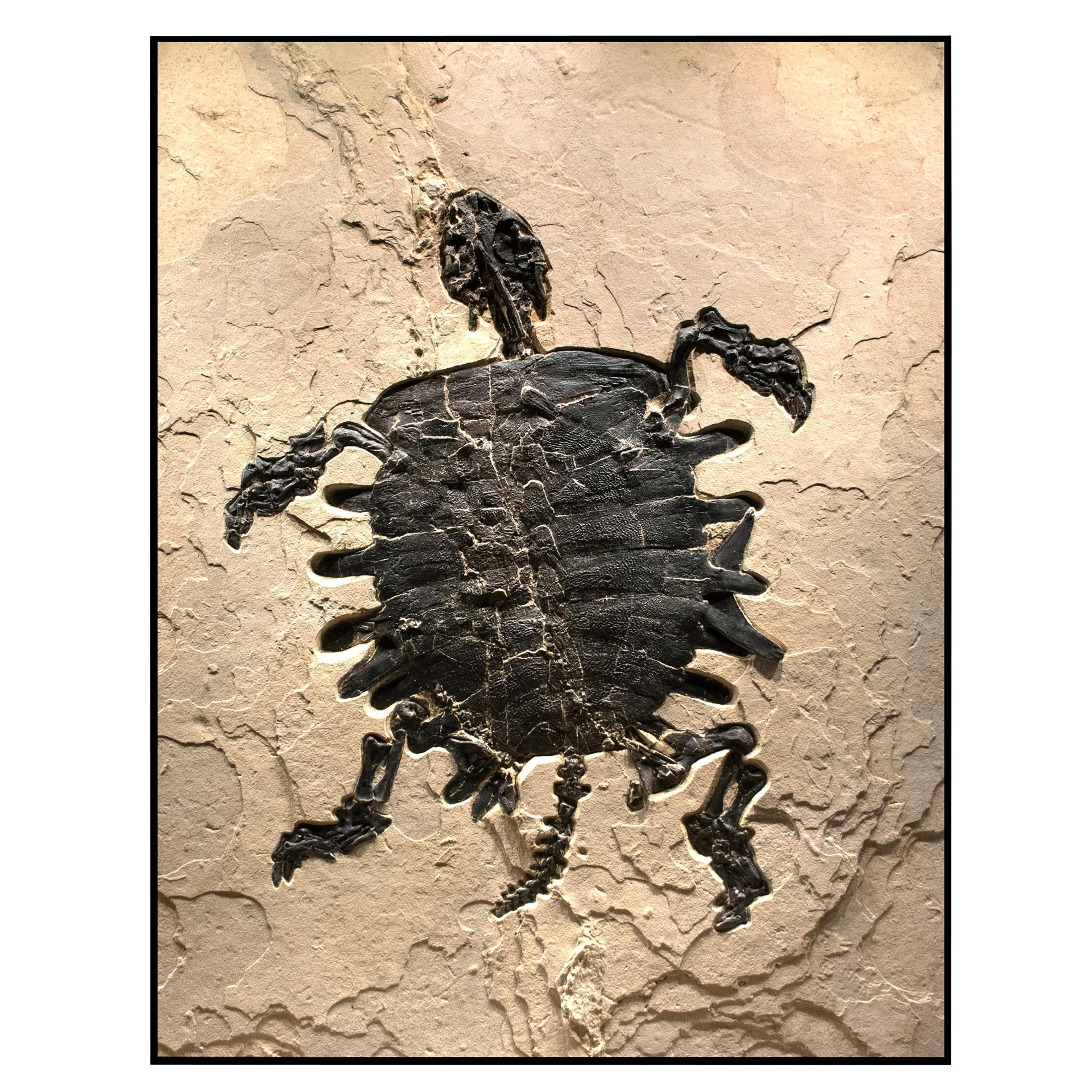 Turtle Fossil Stylemys Species from the Oligocene Era and Discovered in ...