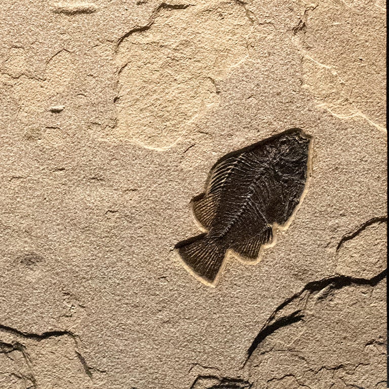 50 Million Year Old Eocene Era Fossil Fish Mural in Stone, from Wyoming ...