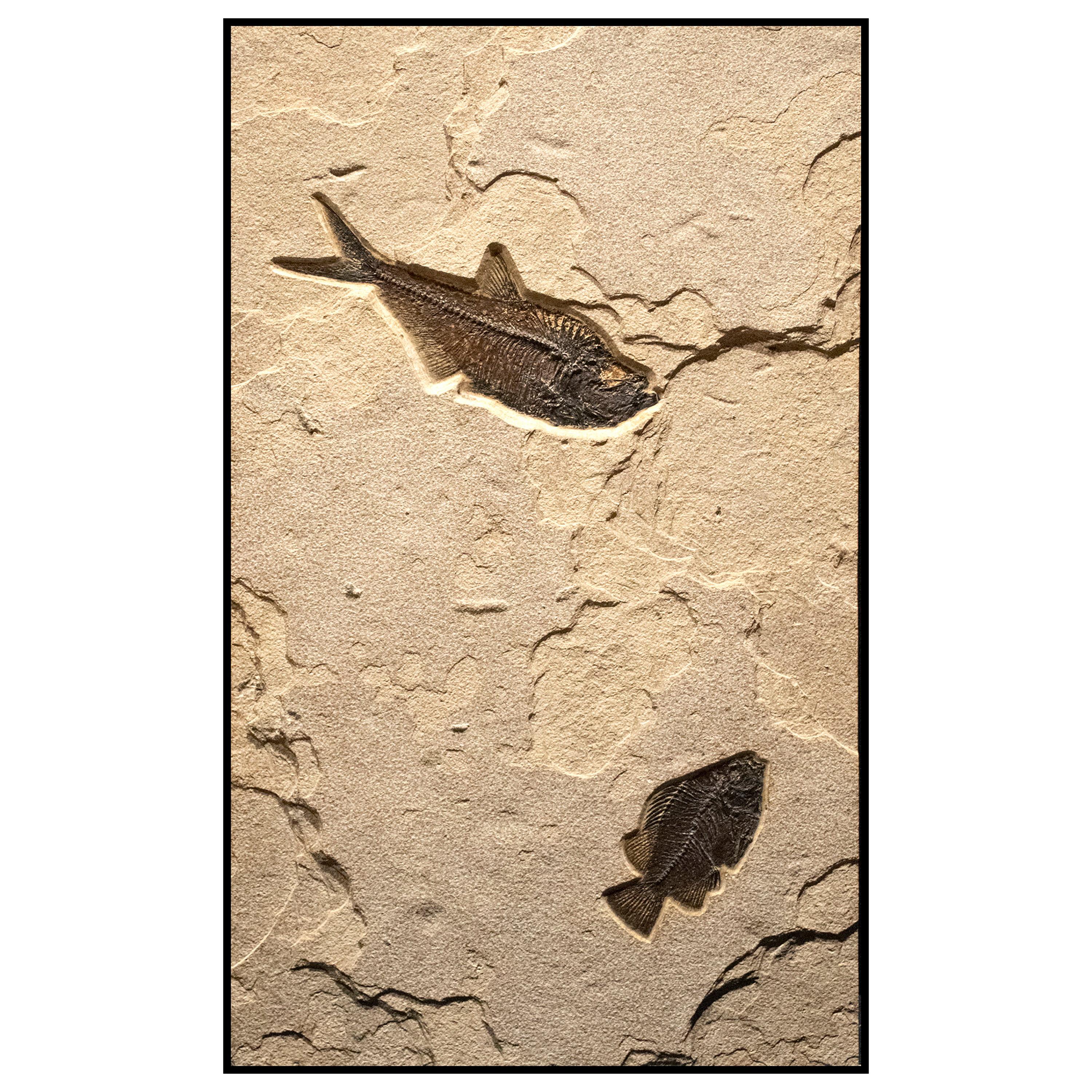 50 Million Year Old Eocene Era Fossil Fish Mural in Stone, from Wyoming ...