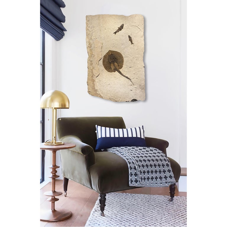 50 Million Year Old Eocene Era Fossil Stingray Mural in Stone, from ...