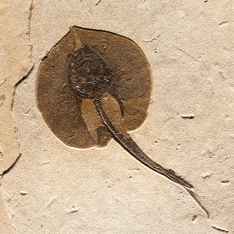 50 Million Year Old Eocene Era Fossil Stingray Mural in Stone, from ...