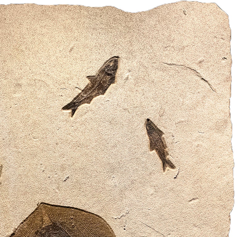 50 Million Year Old Eocene Era Fossil Stingray Mural in Stone, from ...