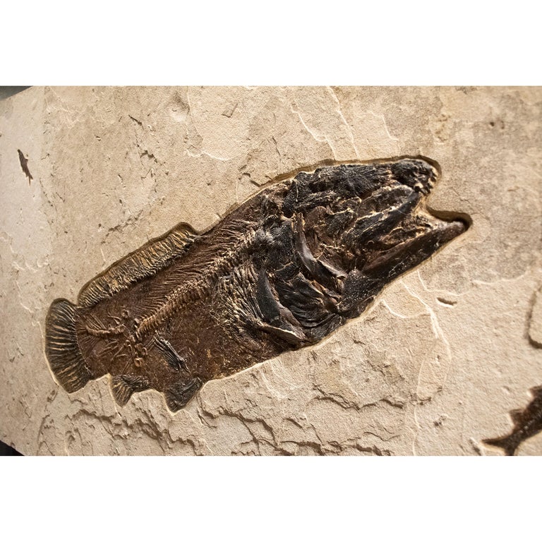 50 Million Year Old Fossil Fish Amia, Bowfin, Mural in Stone, from ...