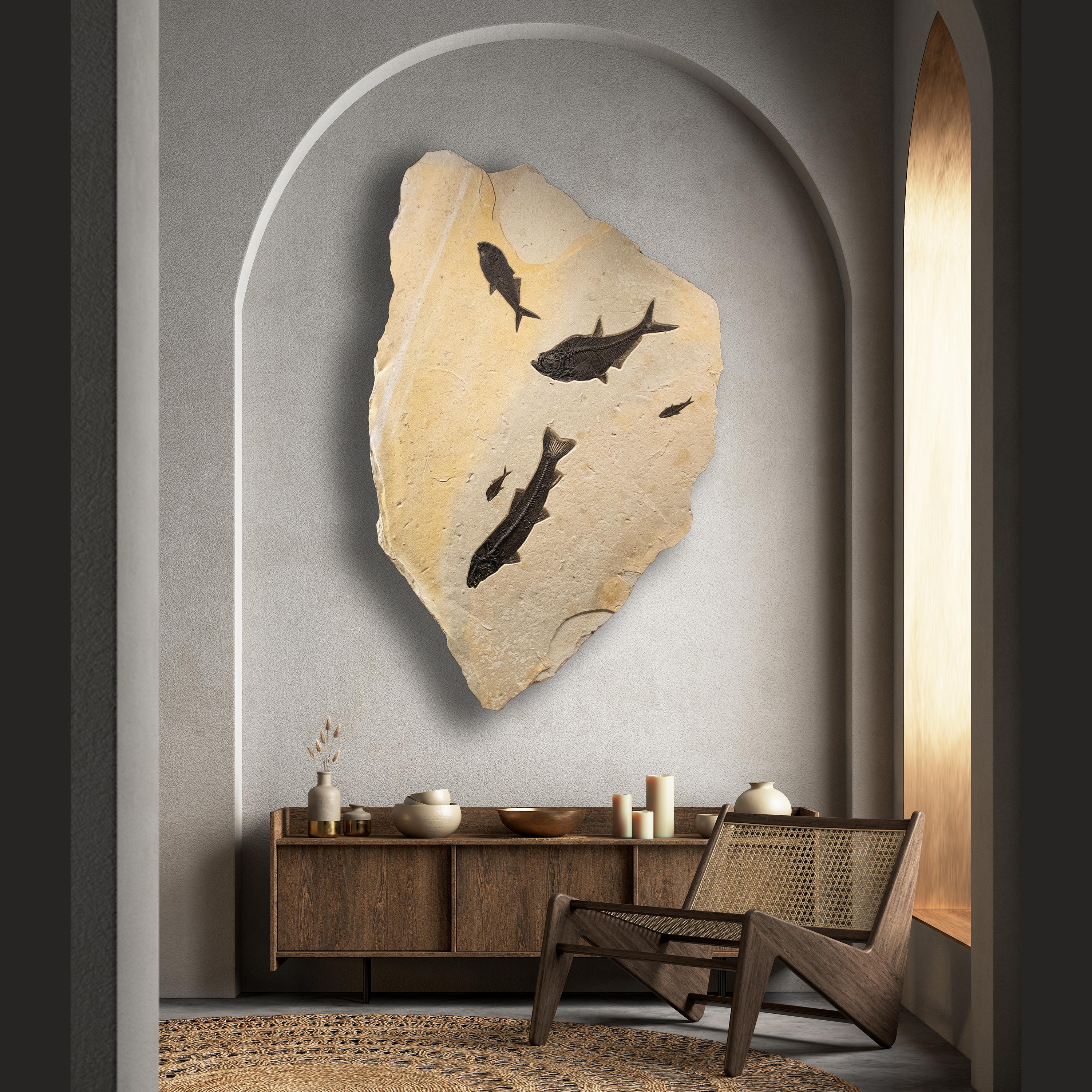 50 Million Year Old Fossil Fish from the Green River Formation, Wyoming ...