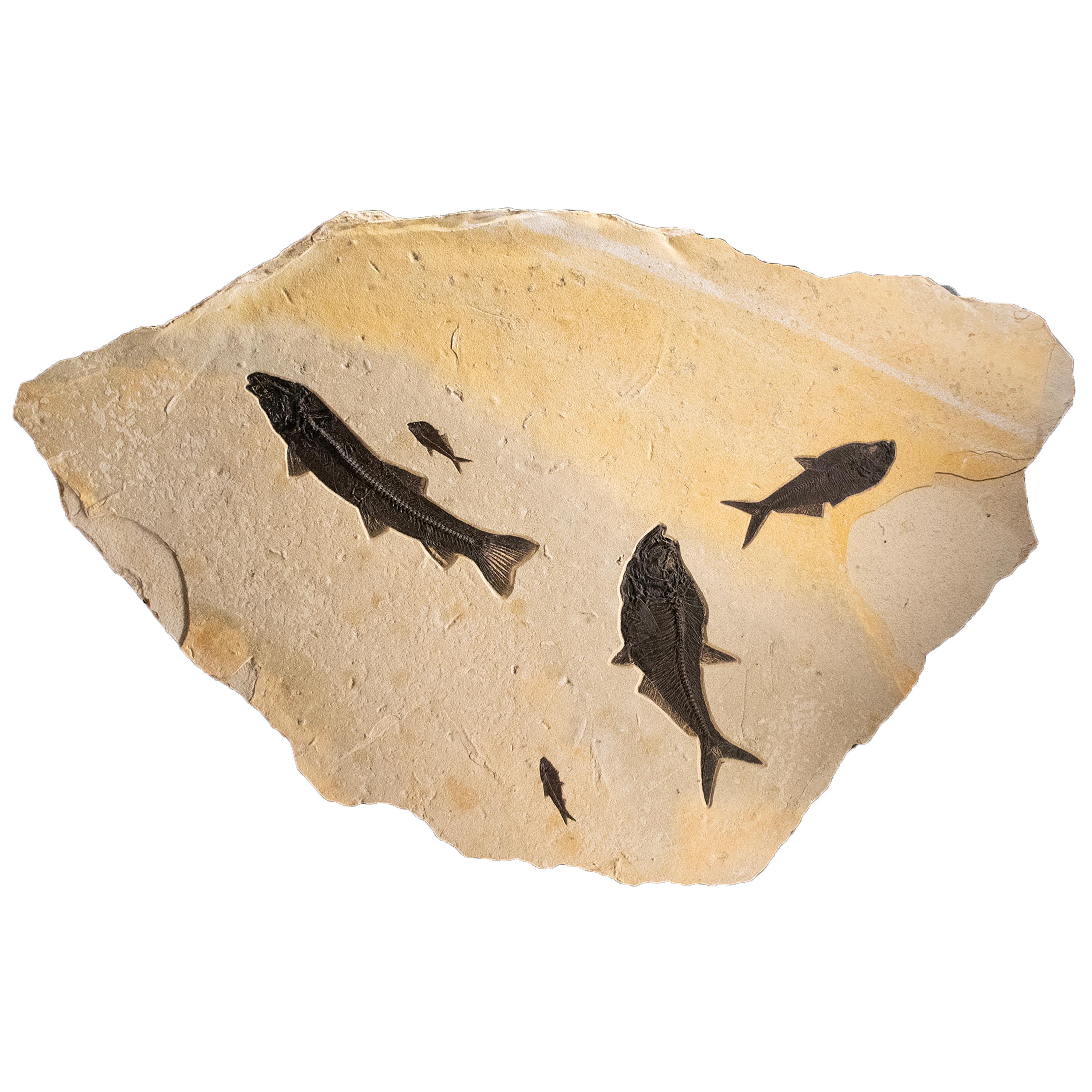 50 Million Year Old Fossil Fish from the Green River Formation, Wyoming ...