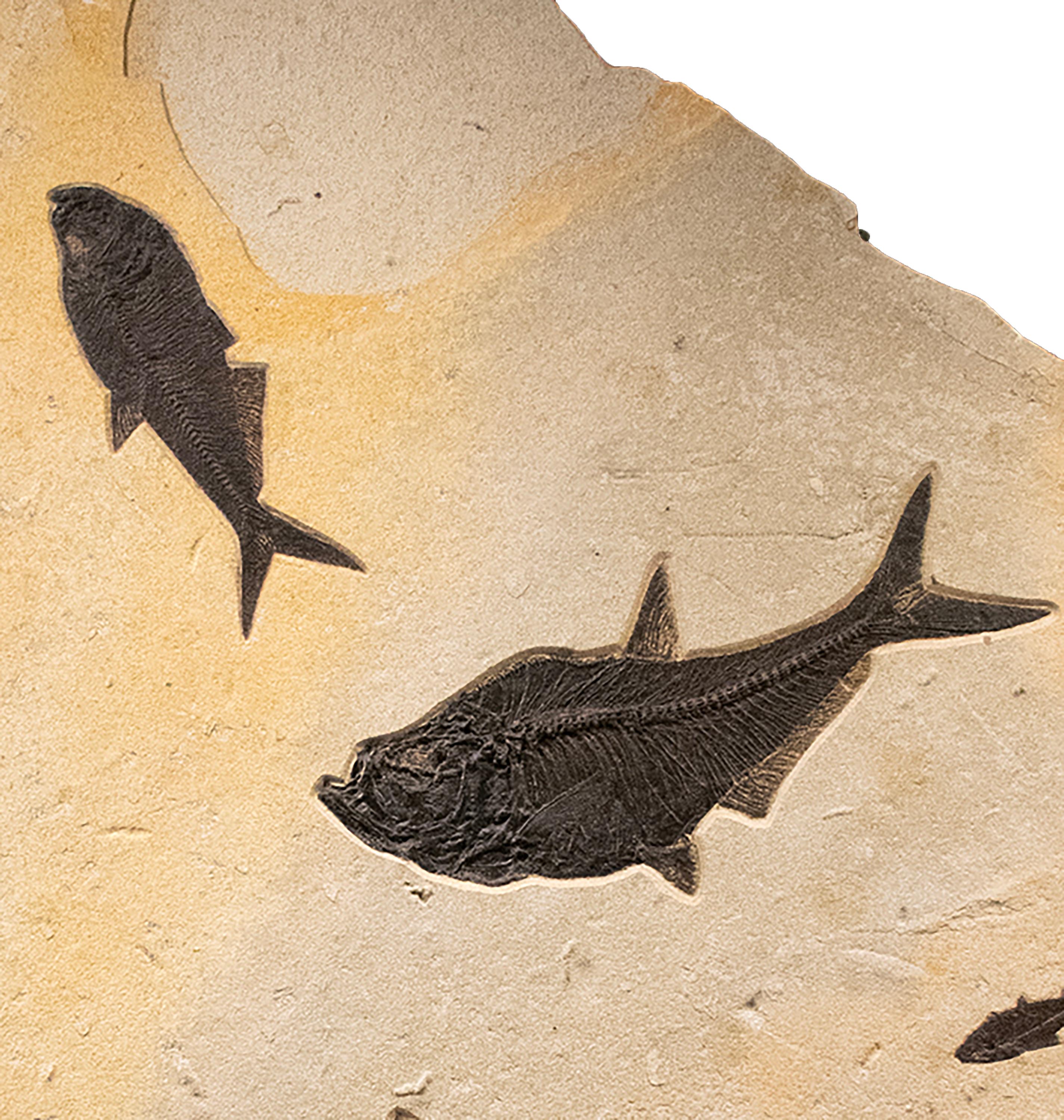 50 Million Year Old Fossil Fish from the Green River Formation, Wyoming ...