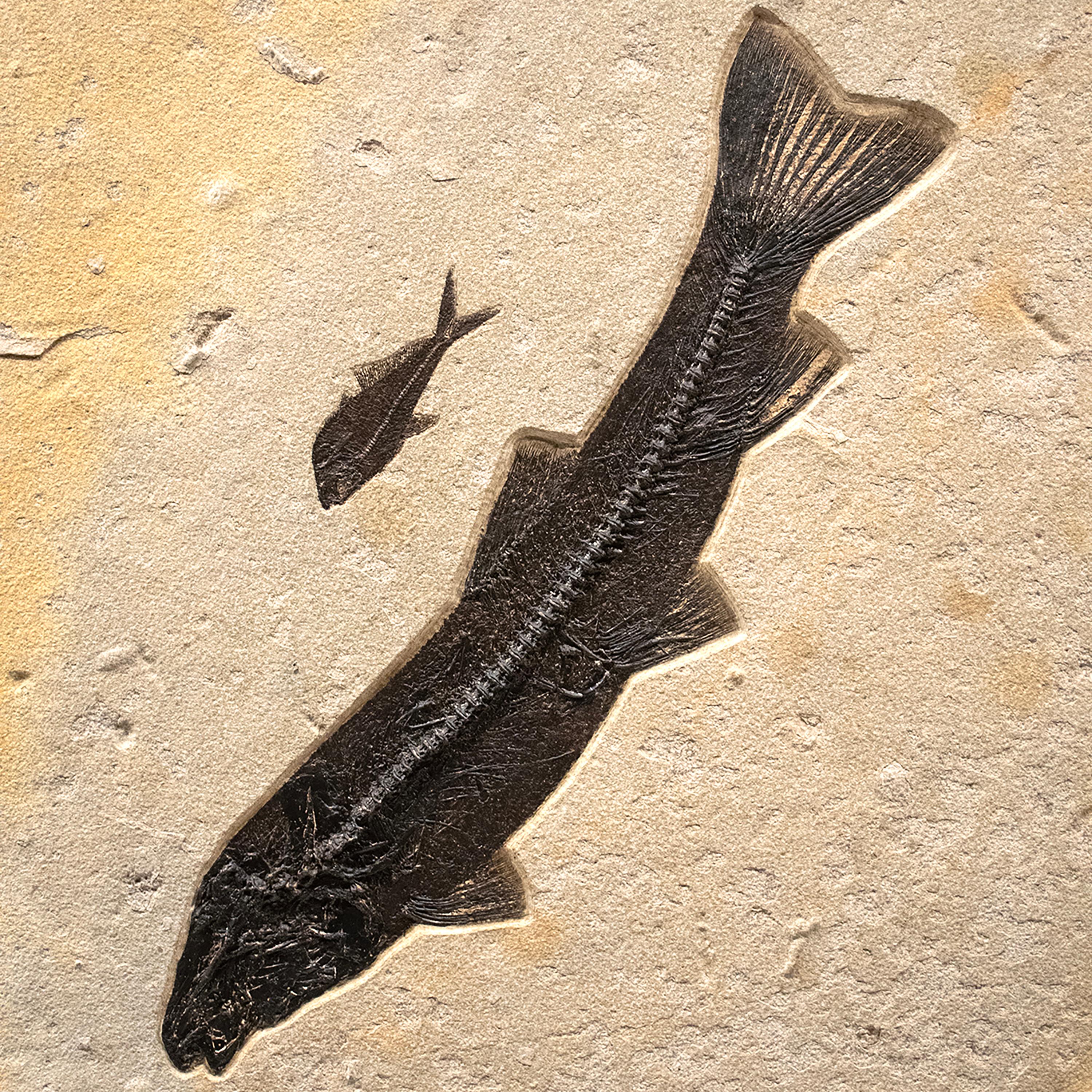 50 Million Year Old Fossil Fish from the Green River Formation, Wyoming ...