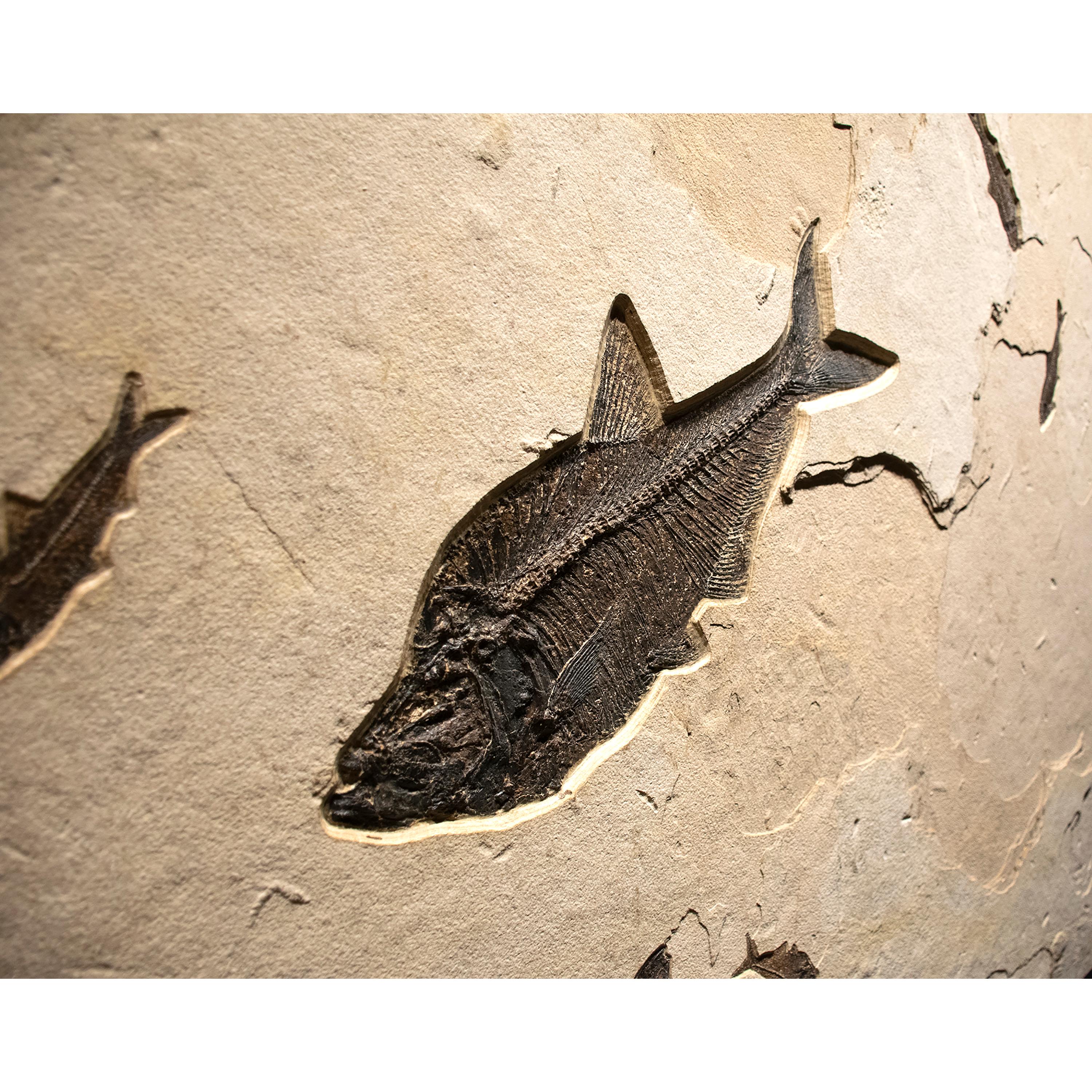 50 Million Year Old Eocene Era Fossil Fish Mural in Stone, from Wyoming ...
