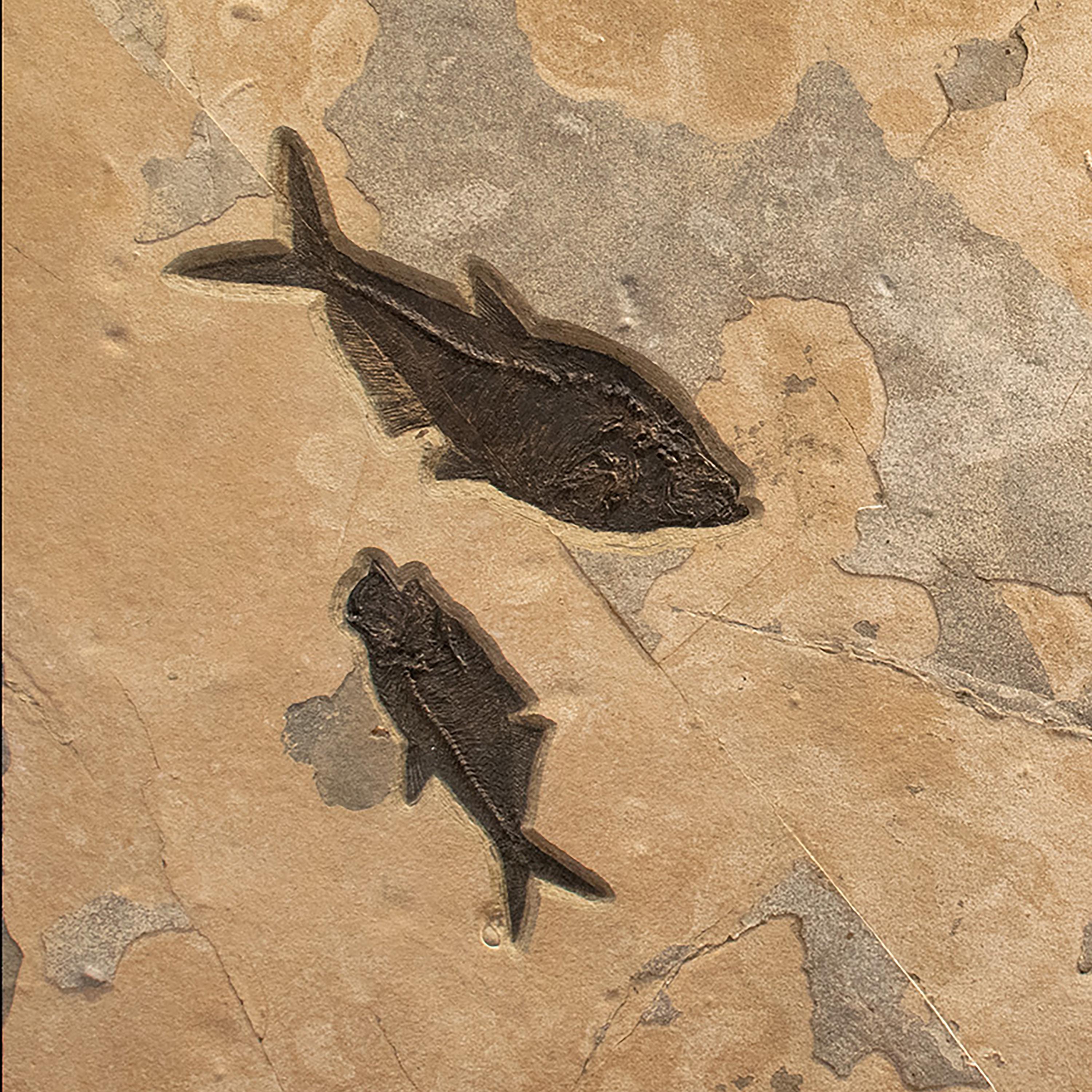 50 Million Year Old Fossil Fish Mural from the Green River Formation ...