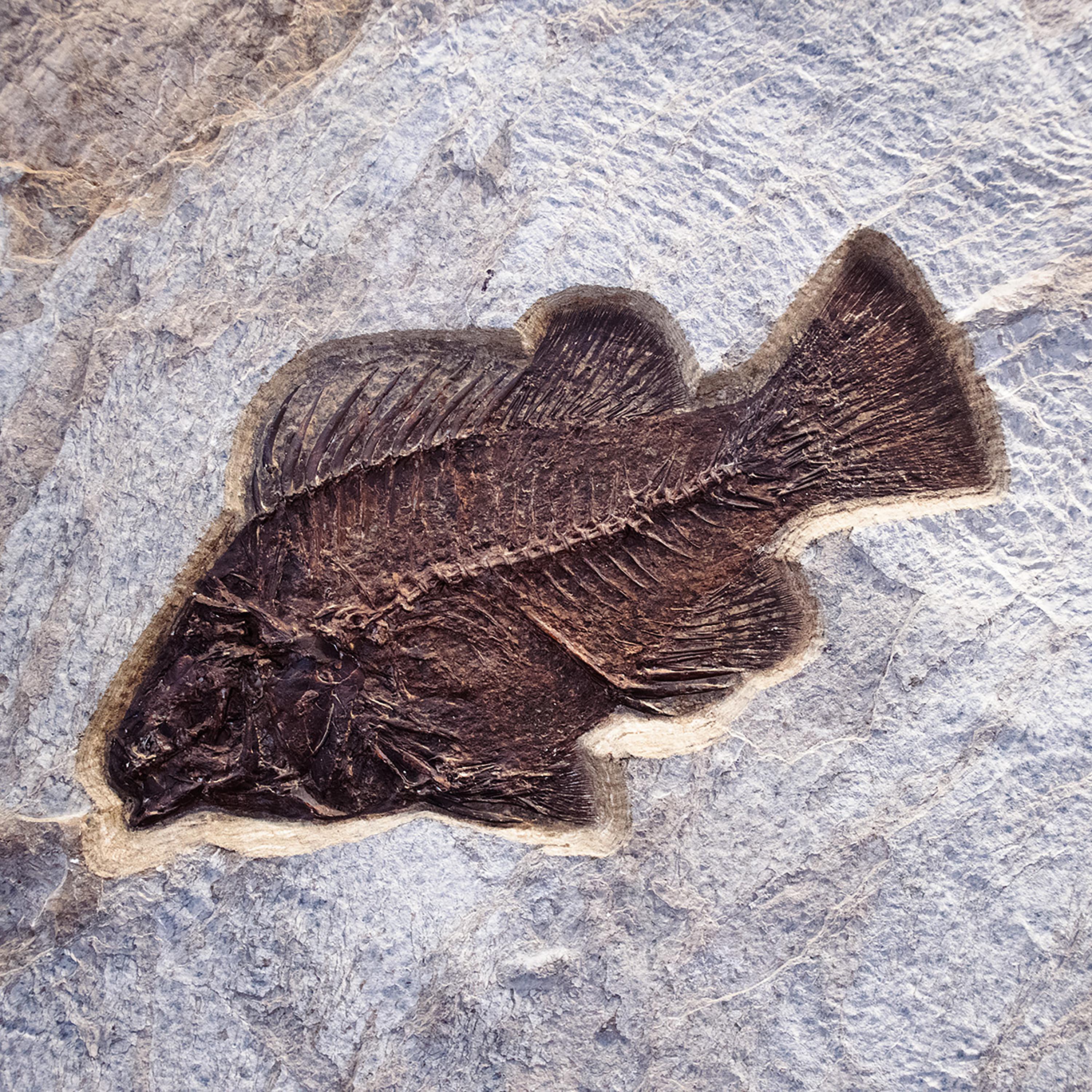 50 Million Year Old Fossil Fish Mural from the Green River Formation ...