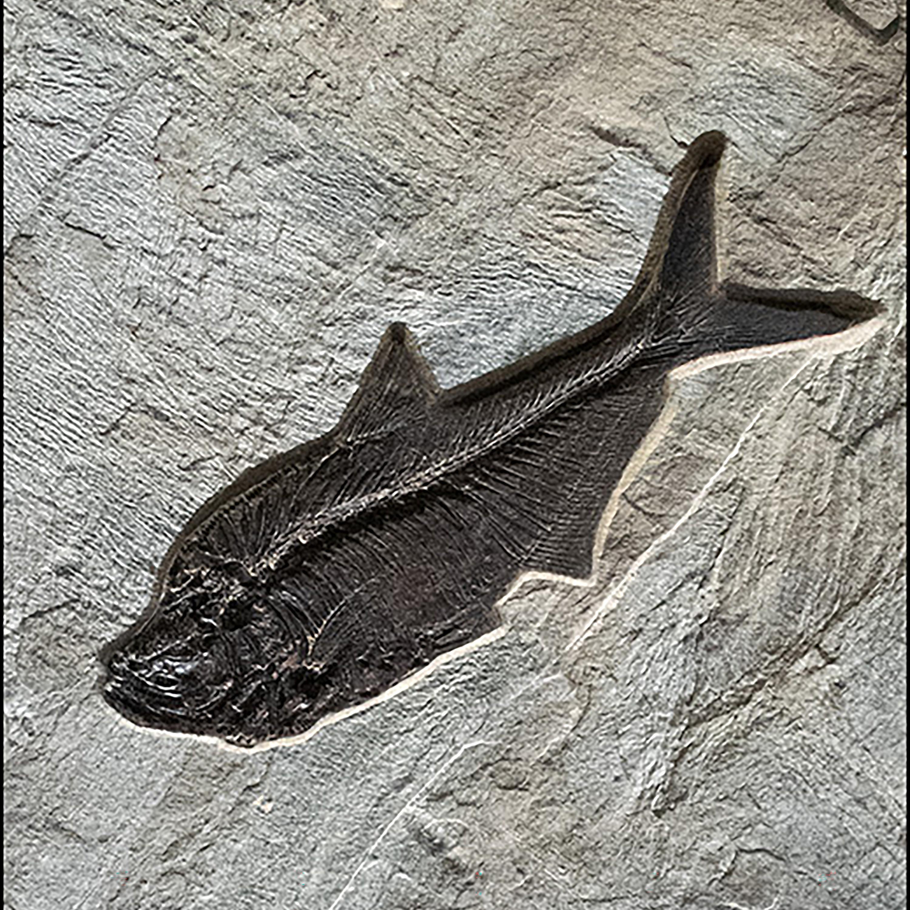 50 Million Year Old Fossil Fish Mural from the Green River Formation ...