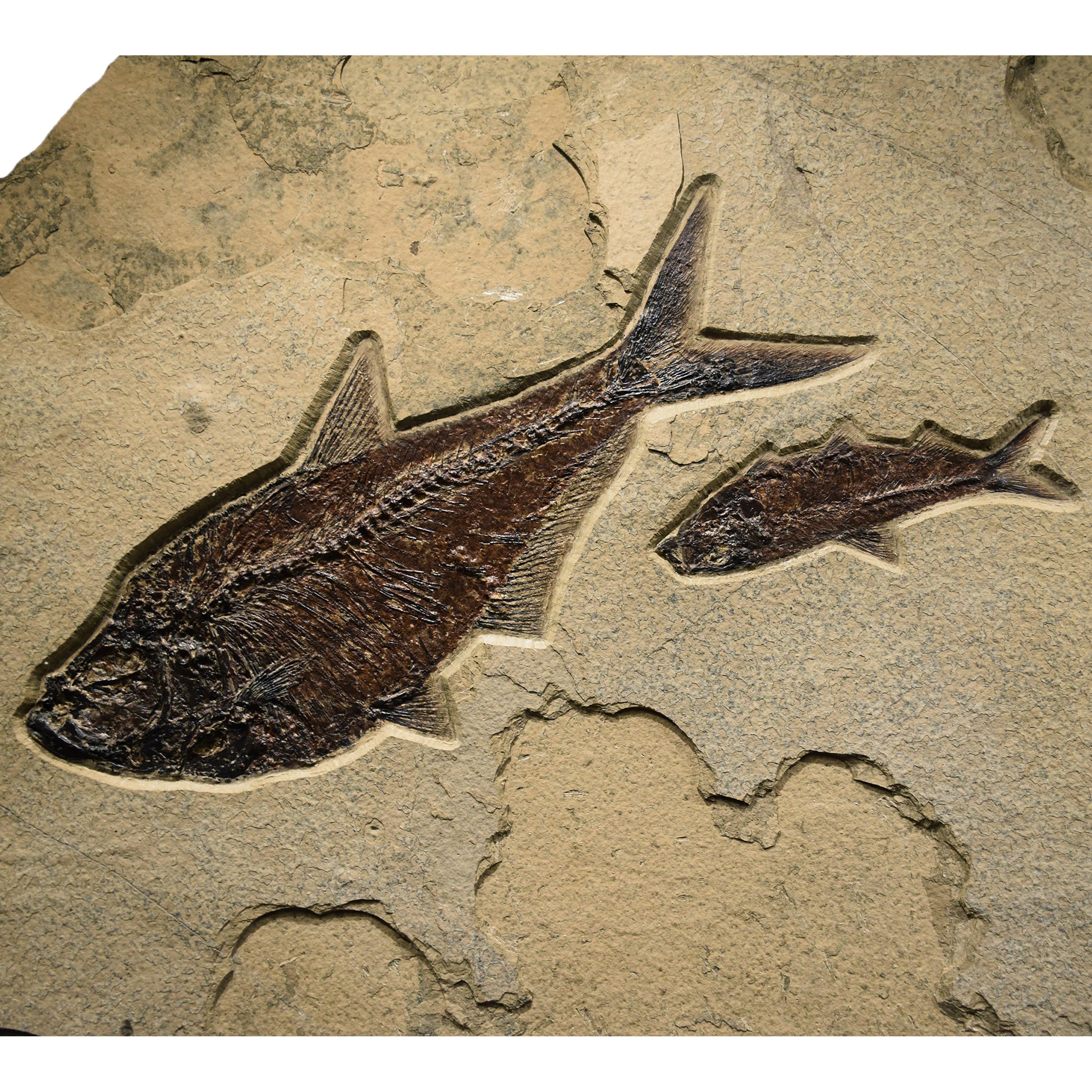 50 Million Year Old Fossil Fish Mural from the Green River Formation ...