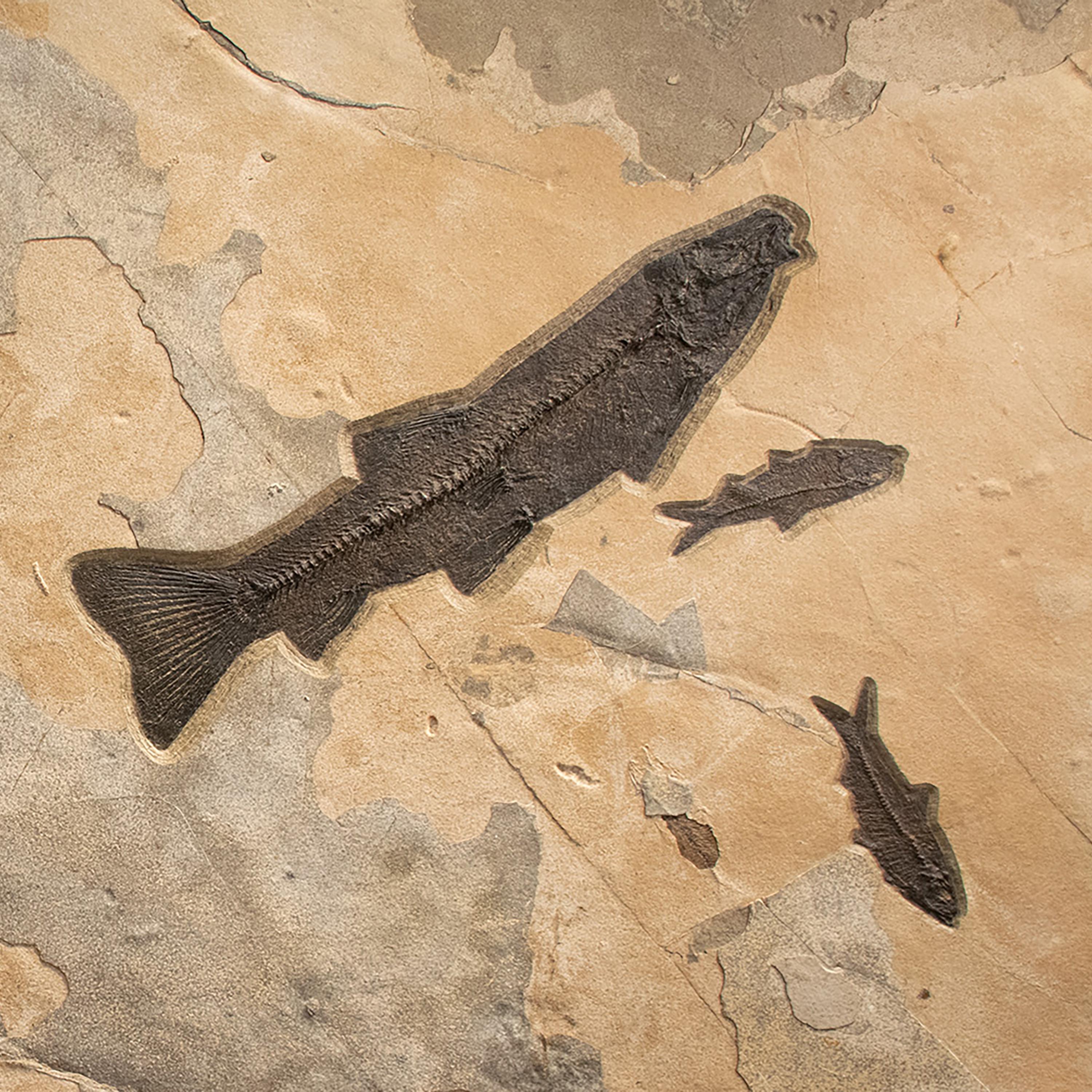 50 Million Year Old Fossil Fish Mural from the Green River Formation ...