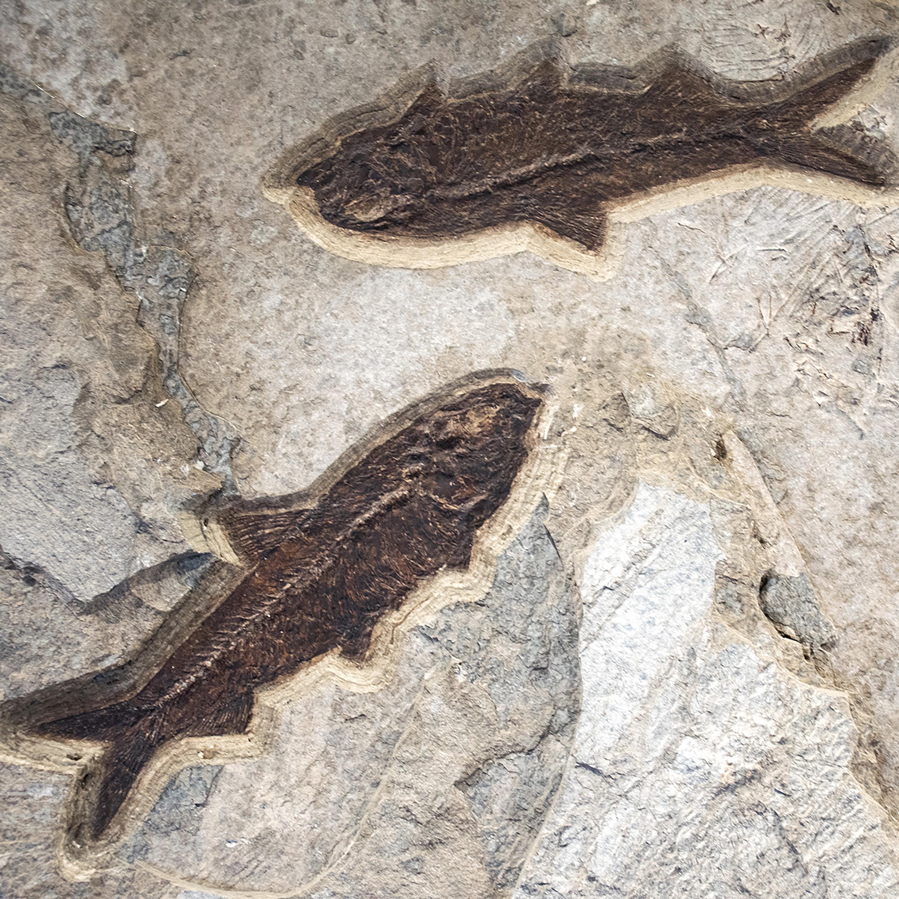 50 Million Year Old Fossil Fish Mural from the Green River Formation ...