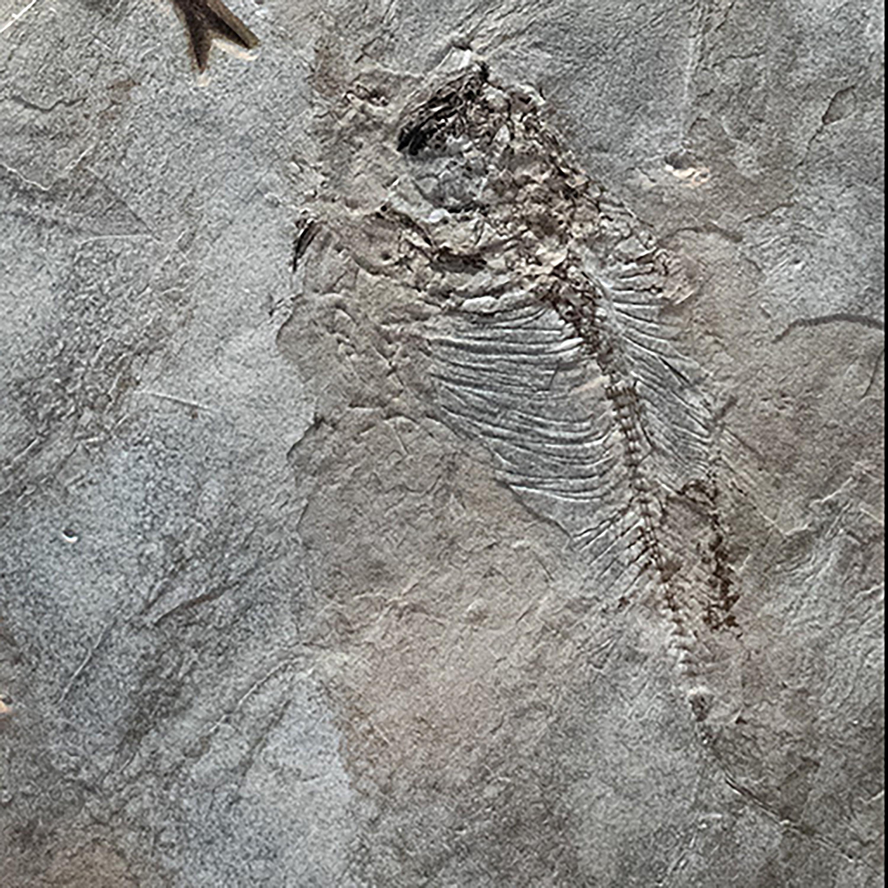 50 Million Year Old Fossil Fish Mural from the Green River Formation ...