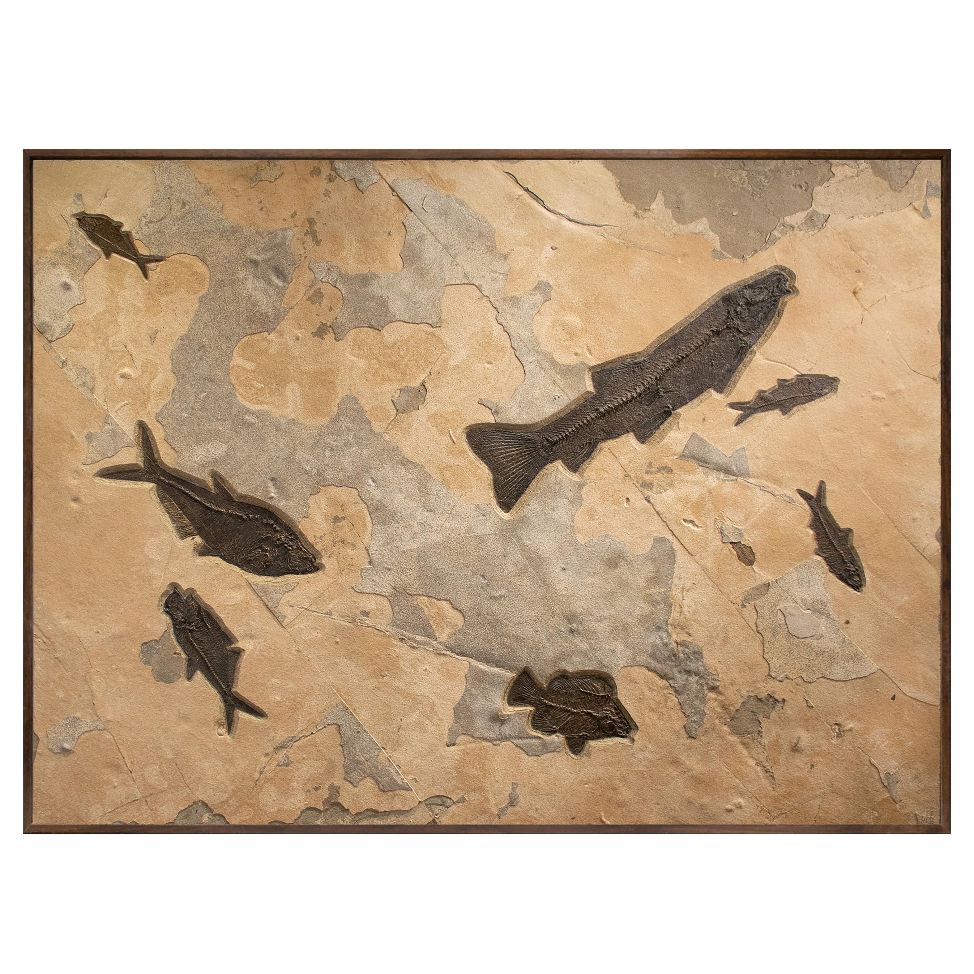 50 Million Year Old Extinct Fossil Gar Specimen, Green River Formation ...