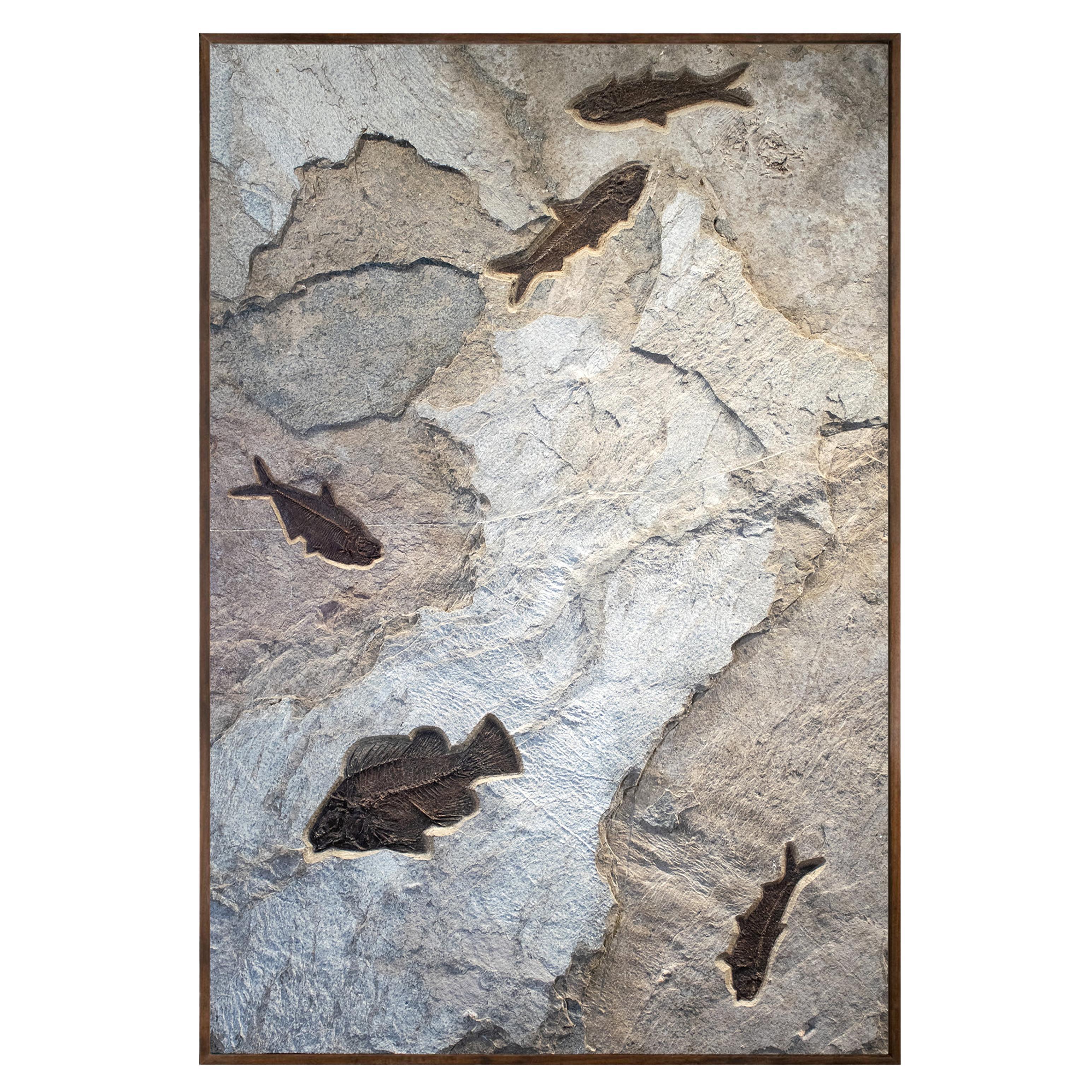50 Million Year Old Fossil Fish Mural from the Green River Formation ...