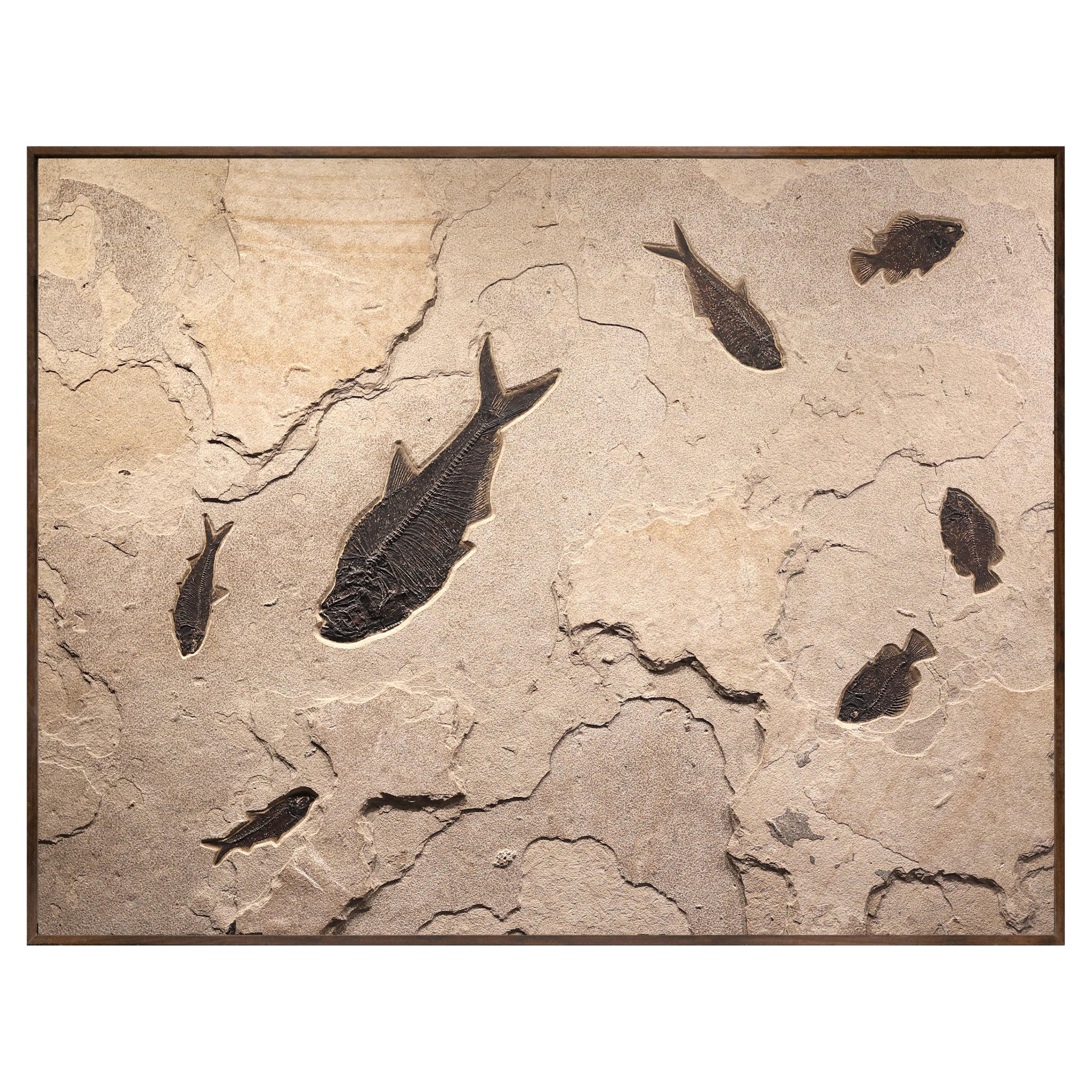50 Million Year Old Fossil Fish Mural from the Green River Formation ...