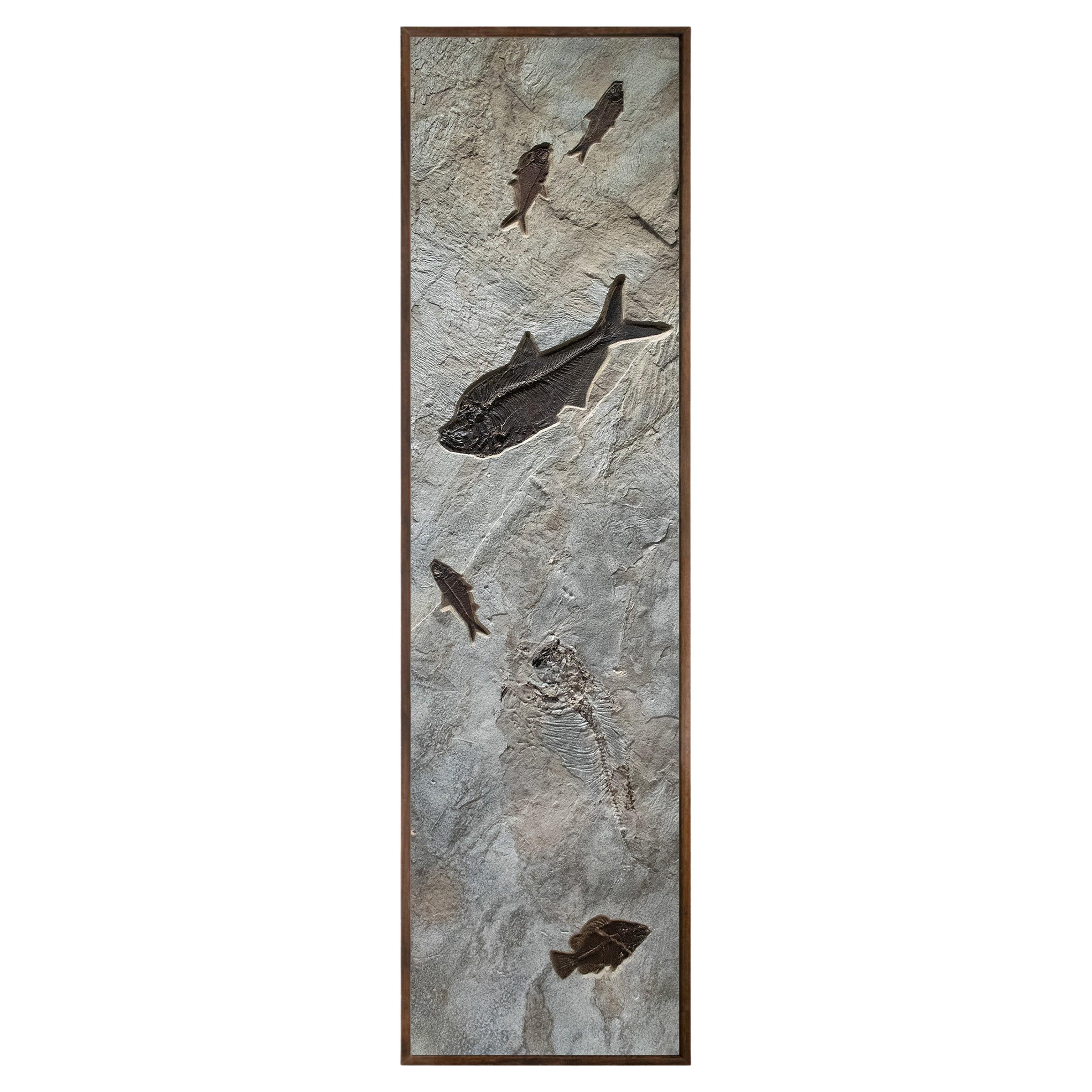 50 Million Year Old Fossil Fish Mural from the Green River Formation ...