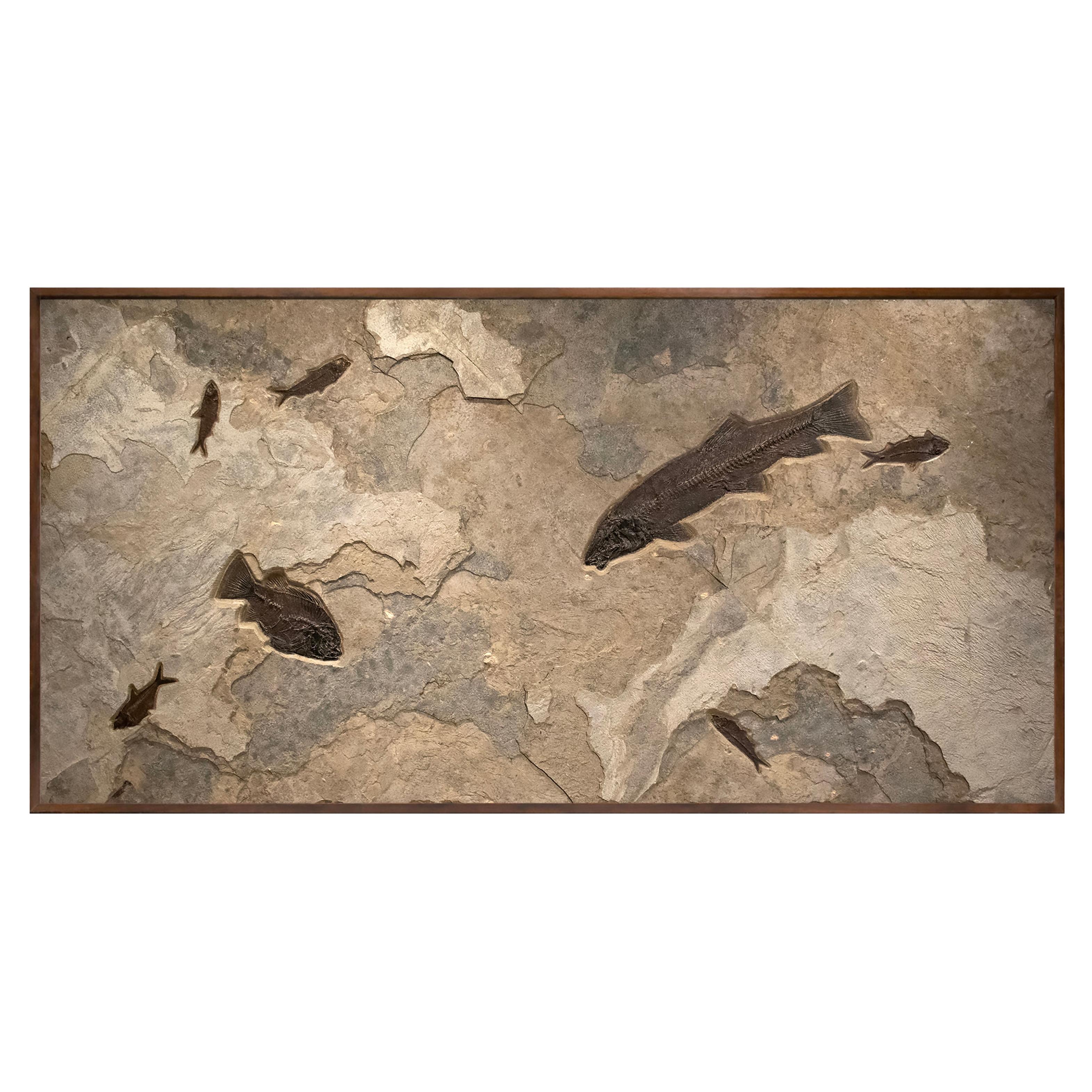 50 Million Year Old Fossil Fish Mural from the Green River Formation ...