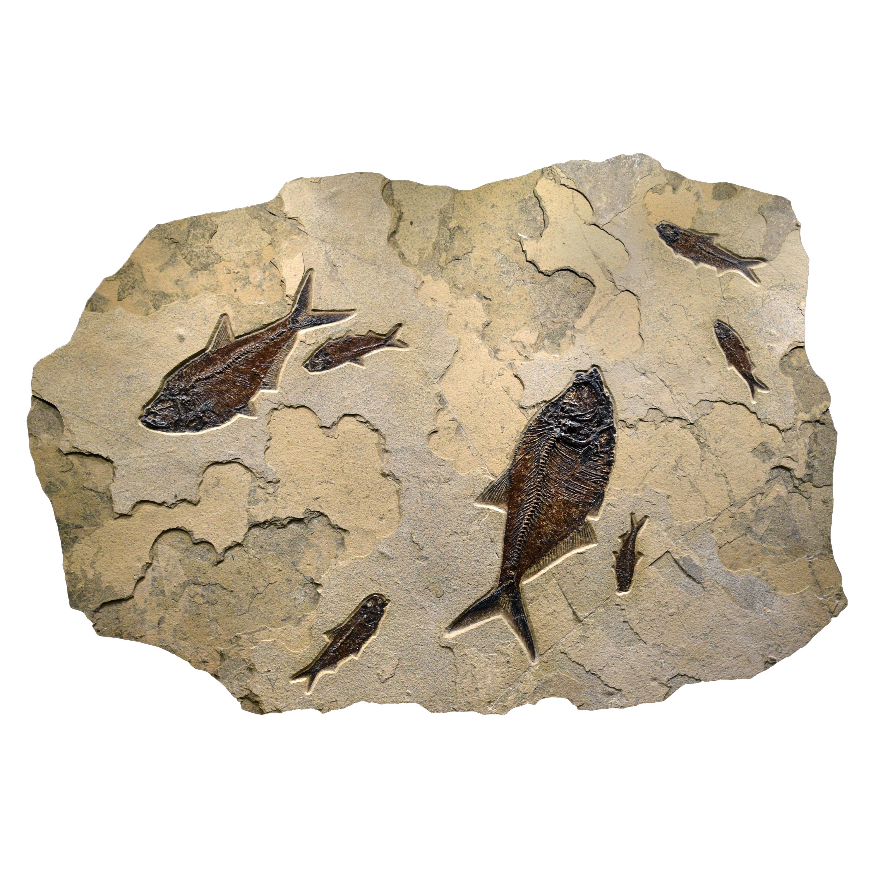 50 Million Year Old Fossil Fish Mural from the Green River Formation ...