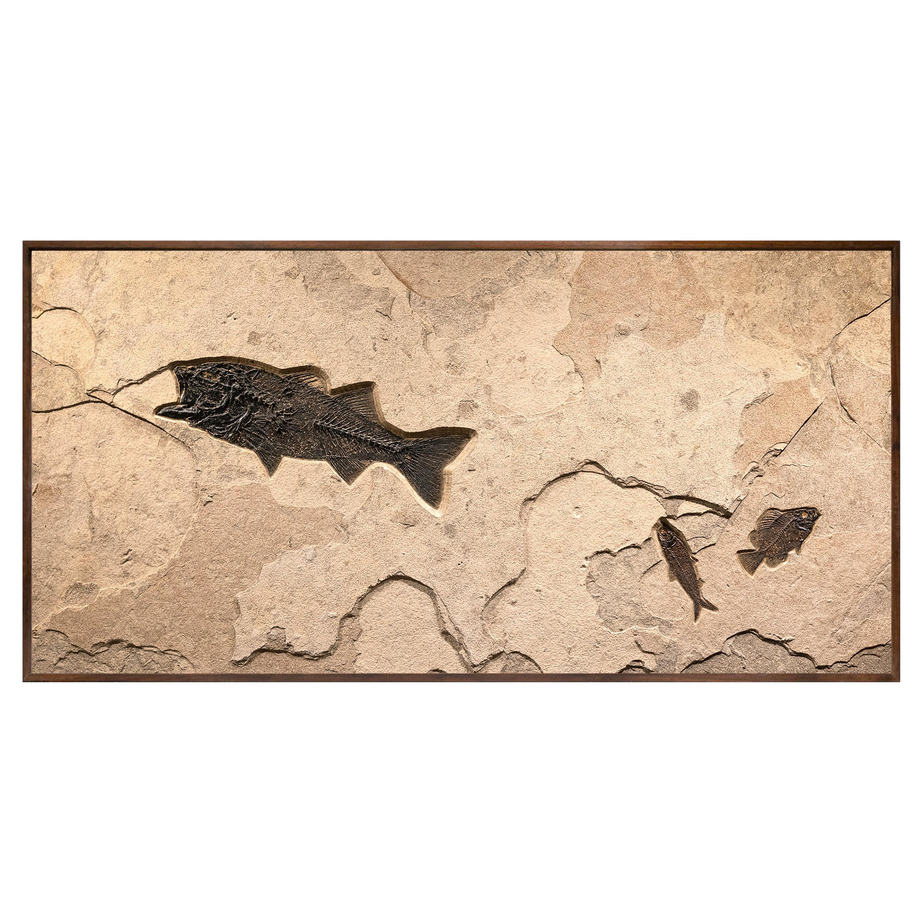 50 Million Year Old Eocene Era Fossil Fish Mural in Stone, from Wyoming ...
